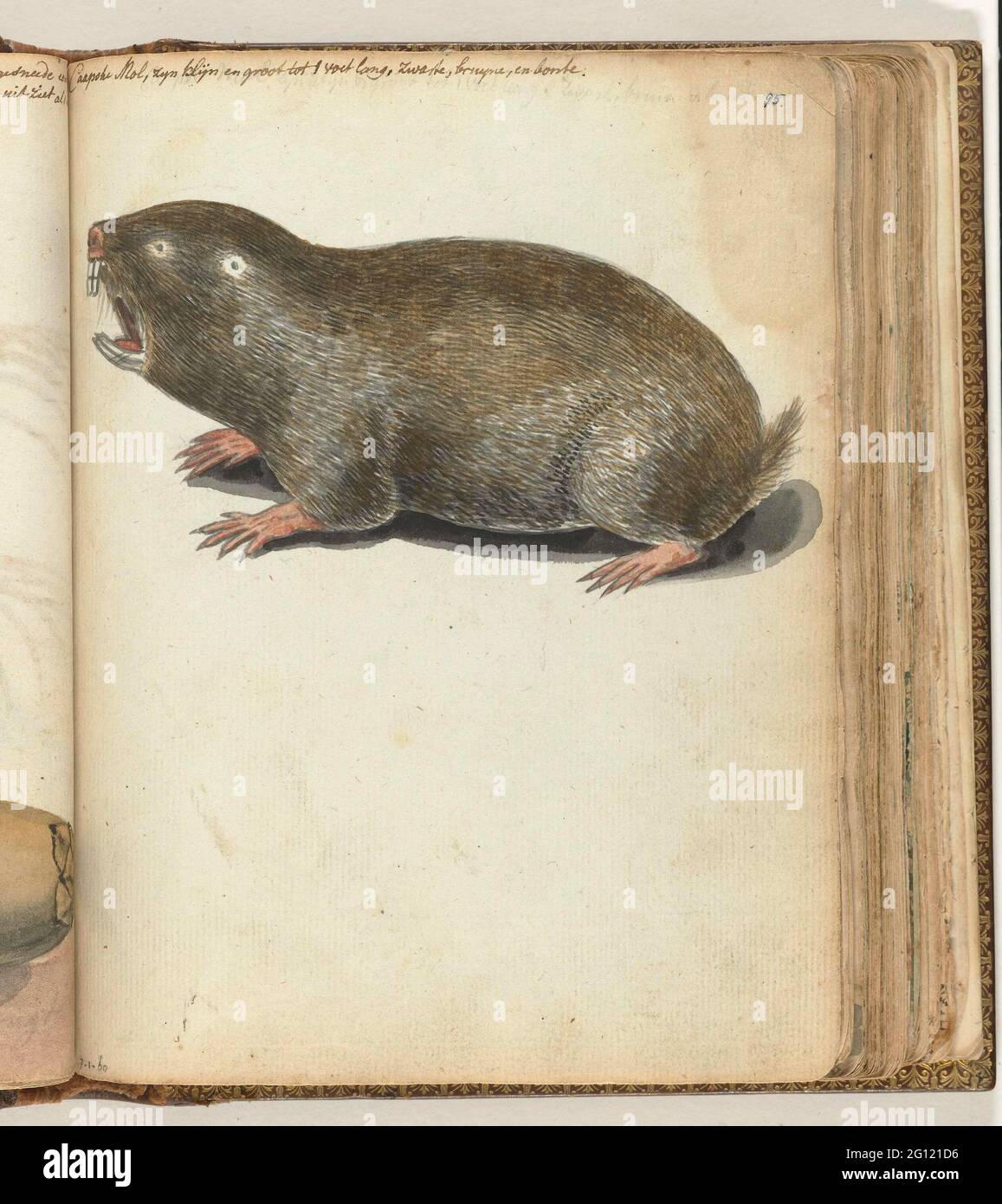 Cape Mol. Color drawing of a mole with beaked beak that occurs on cape ...