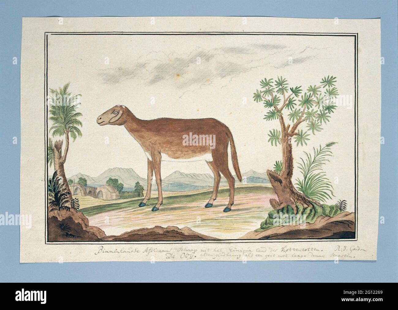 Cape Ewe. An African sheep: the ewe, from Einiqualand Stock Photo - Alamy