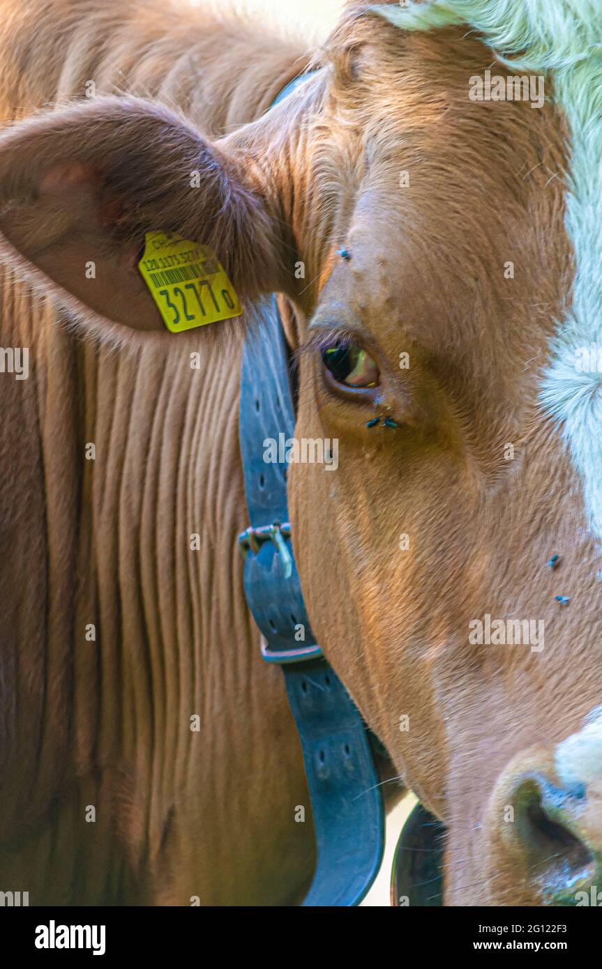 Vertical closeup shot of an agricultural cow on a meadow Stock Photo ...