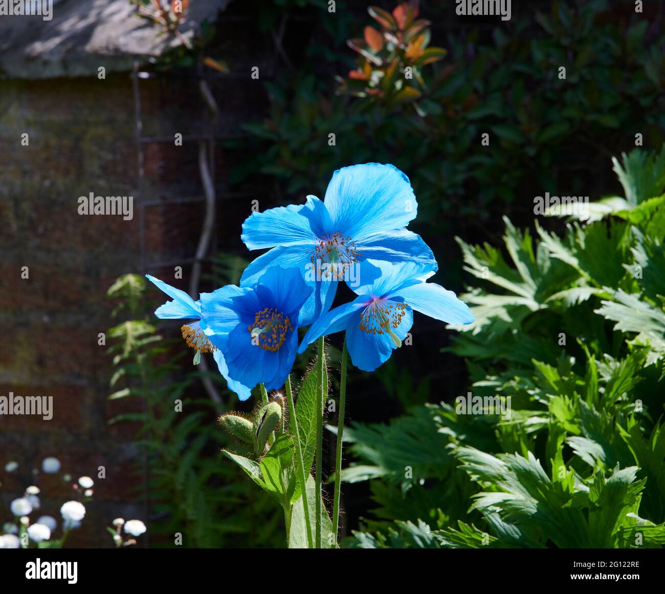 Meconopsis betonicifolia, also known as Meconopsis baileyi and the ...