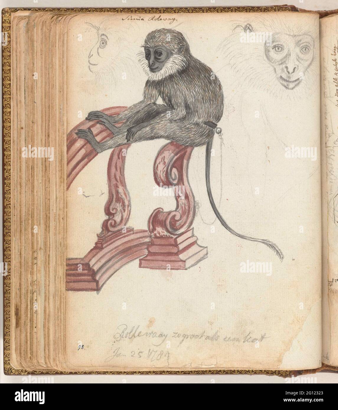 Rolleway monkey. Color drawing of a 'Rolleewaay', gray monkey with ...