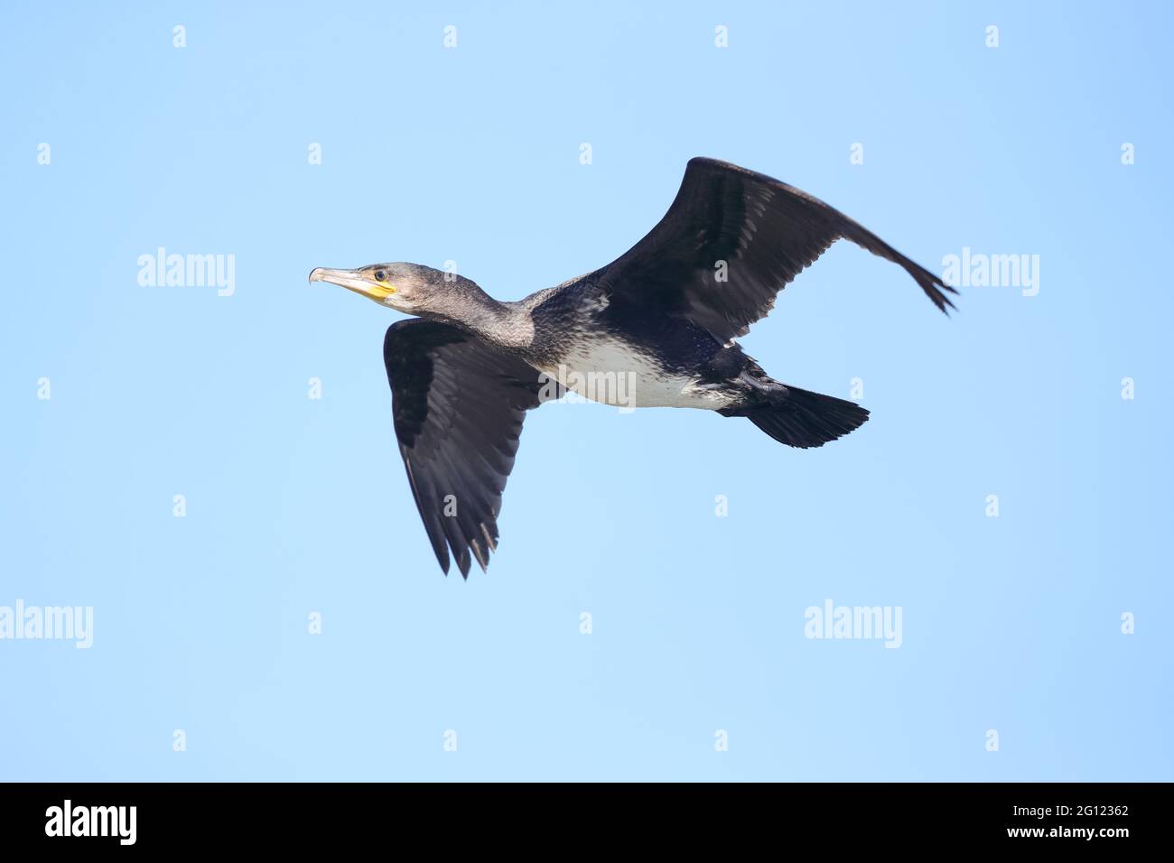 Cormorant Colonies High Resolution Stock Photography and Images - Alamy