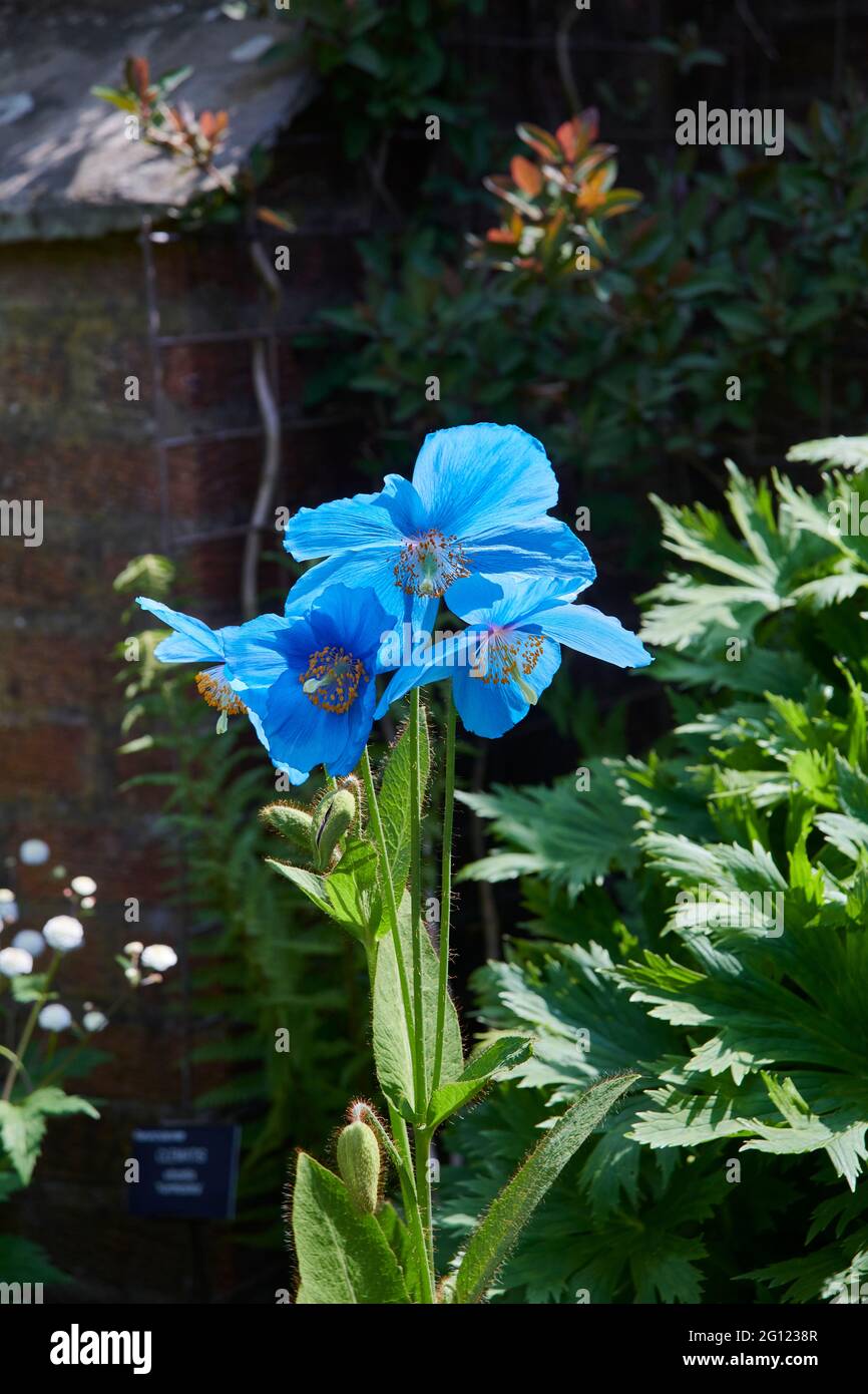 Meconopsis betonicifolia, also known as Meconopsis baileyi and the ...
