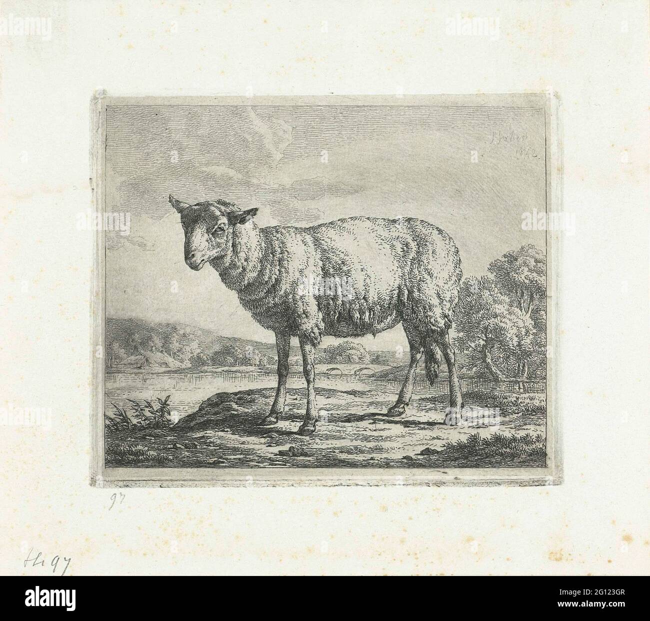 Portrait sheep, and profil Stock Photo - Alamy