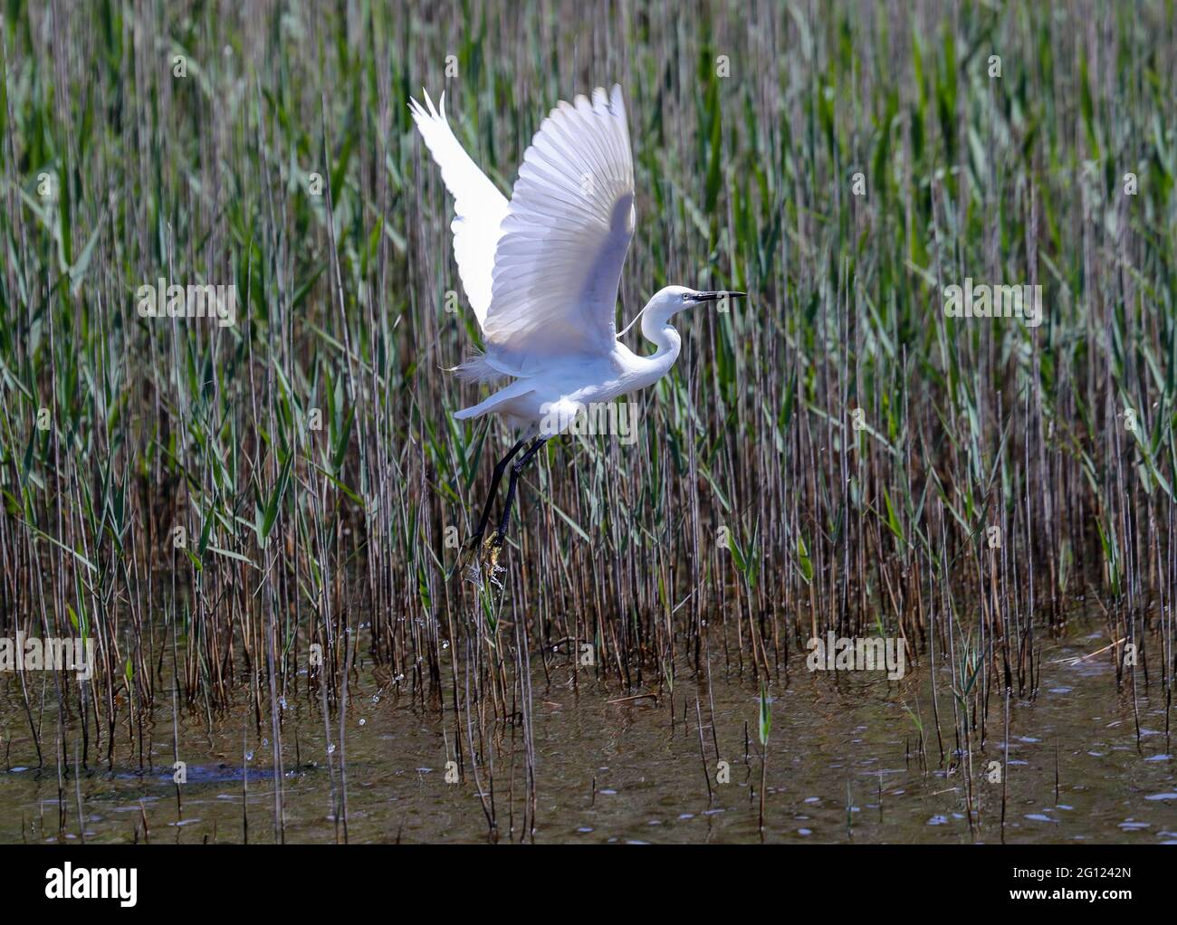 Little Egret (Egretta garzetta Stock Photo - Alamy
