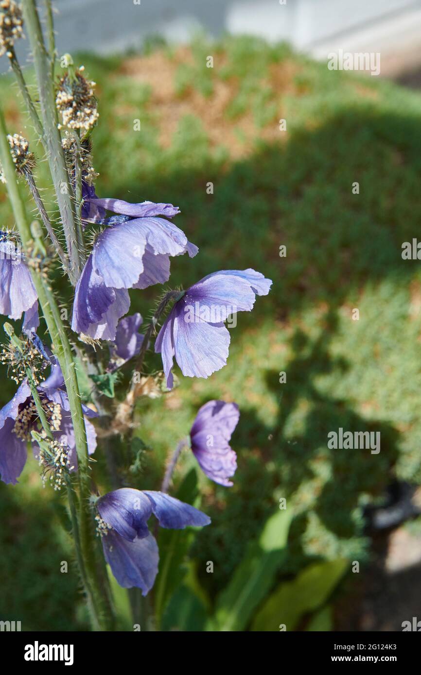 Meconopsis zhongdianensis, Yunnan, China at 3300 metres. A spiny ...