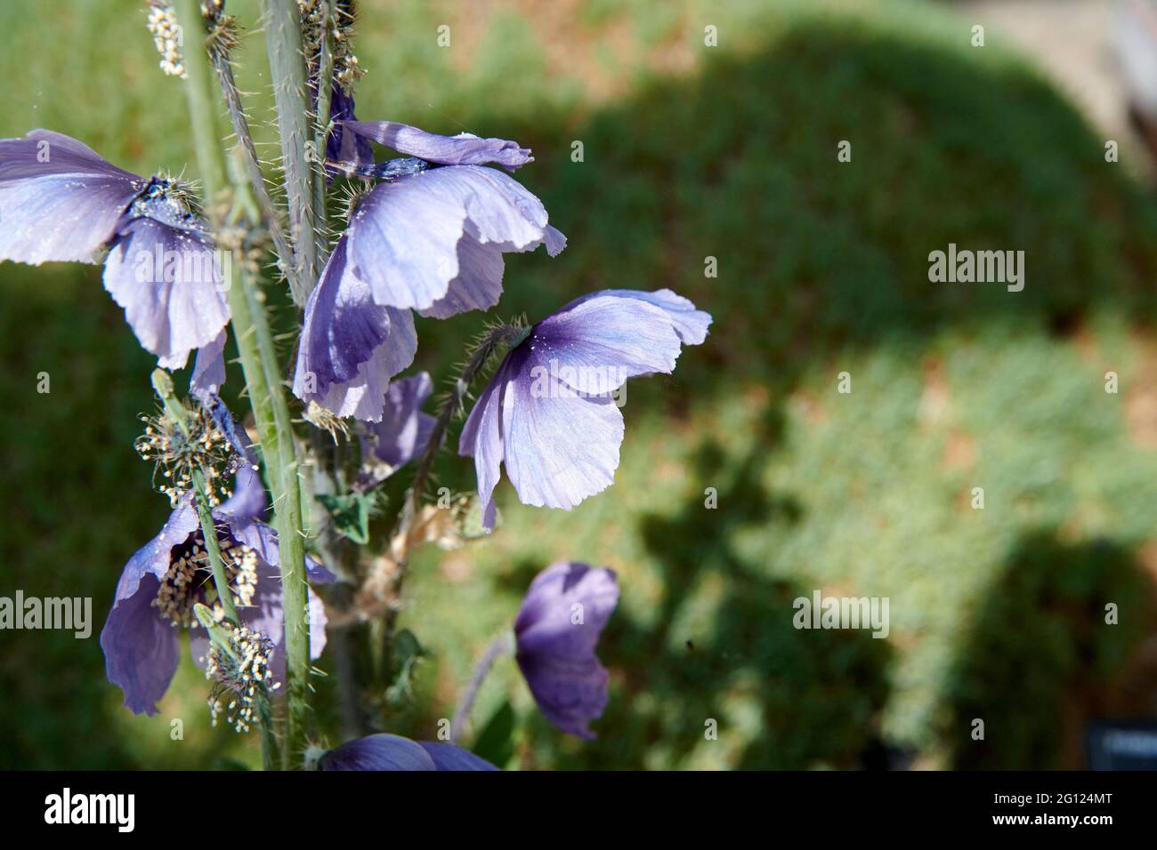 Meconopsis zhongdianensis, Yunnan, China at 3300 metres. A spiny ...