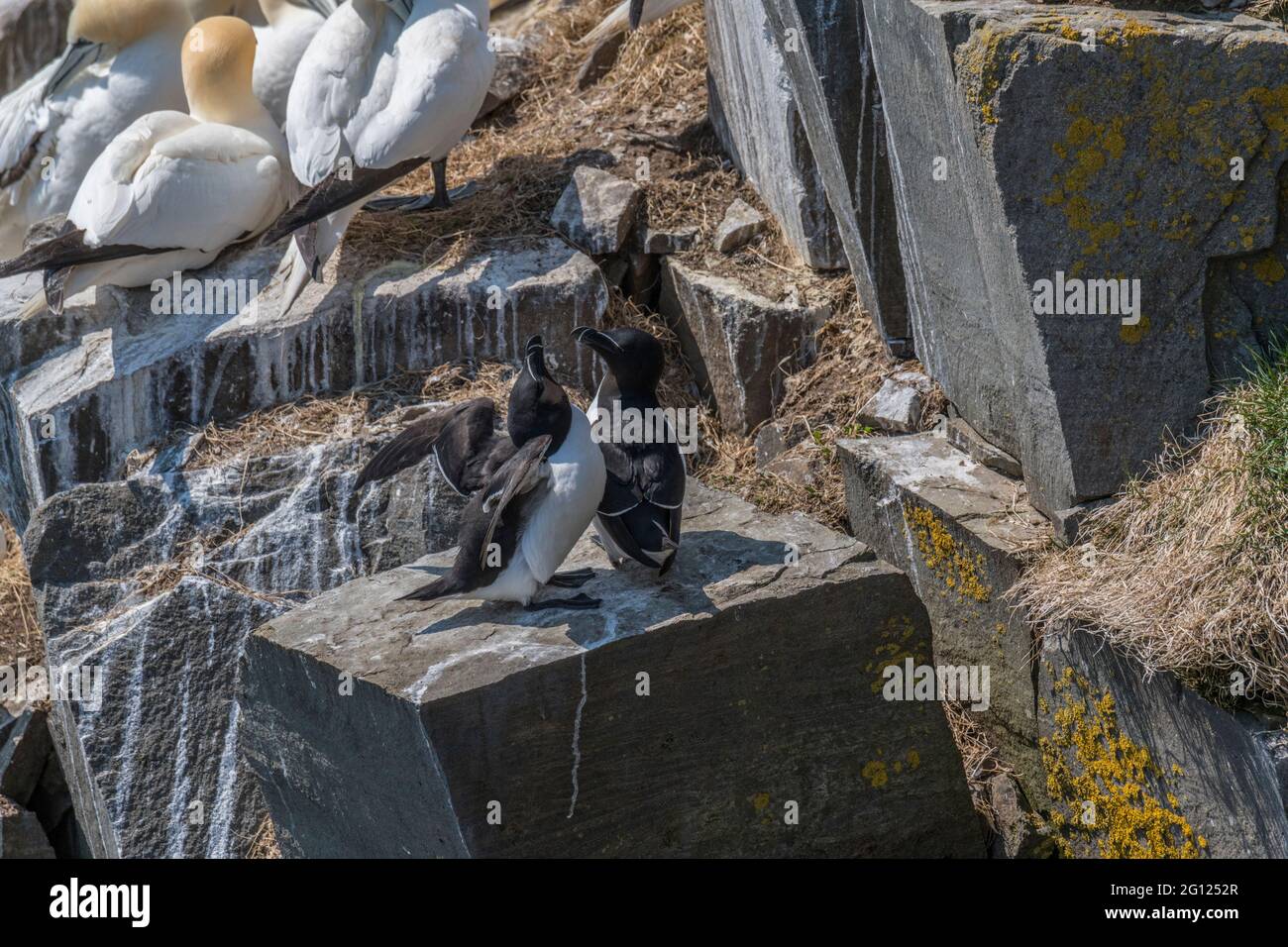 Razorbill auk pair engaged in courtship display., Cape St. Mary's ...
