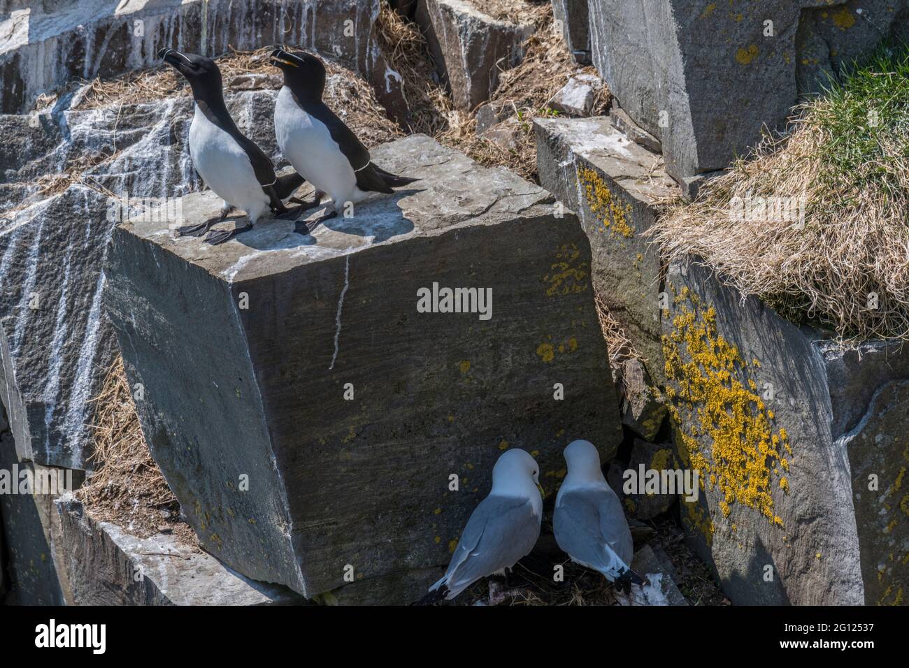 Razorbill auk pair engaged in courtship display., Cape St. Mary's ...