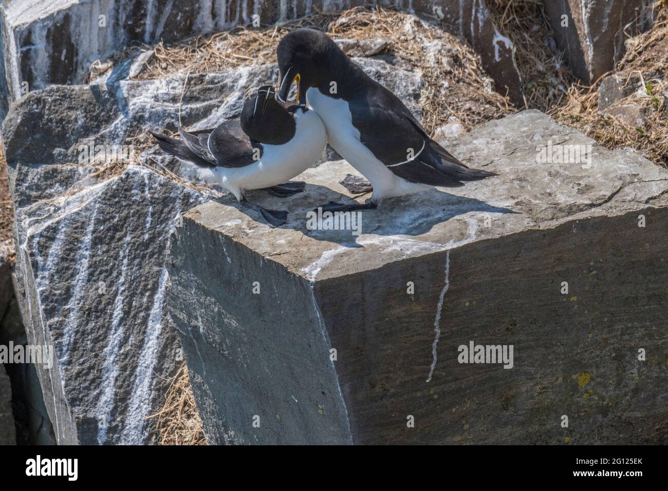 Razorbill auk pair engaged in courtship display., Cape St. Mary's ...