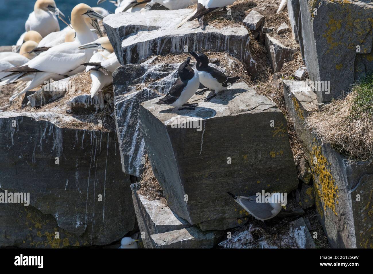 Razorbill auk pair engaged in courtship display., Cape St. Maryt's ...
