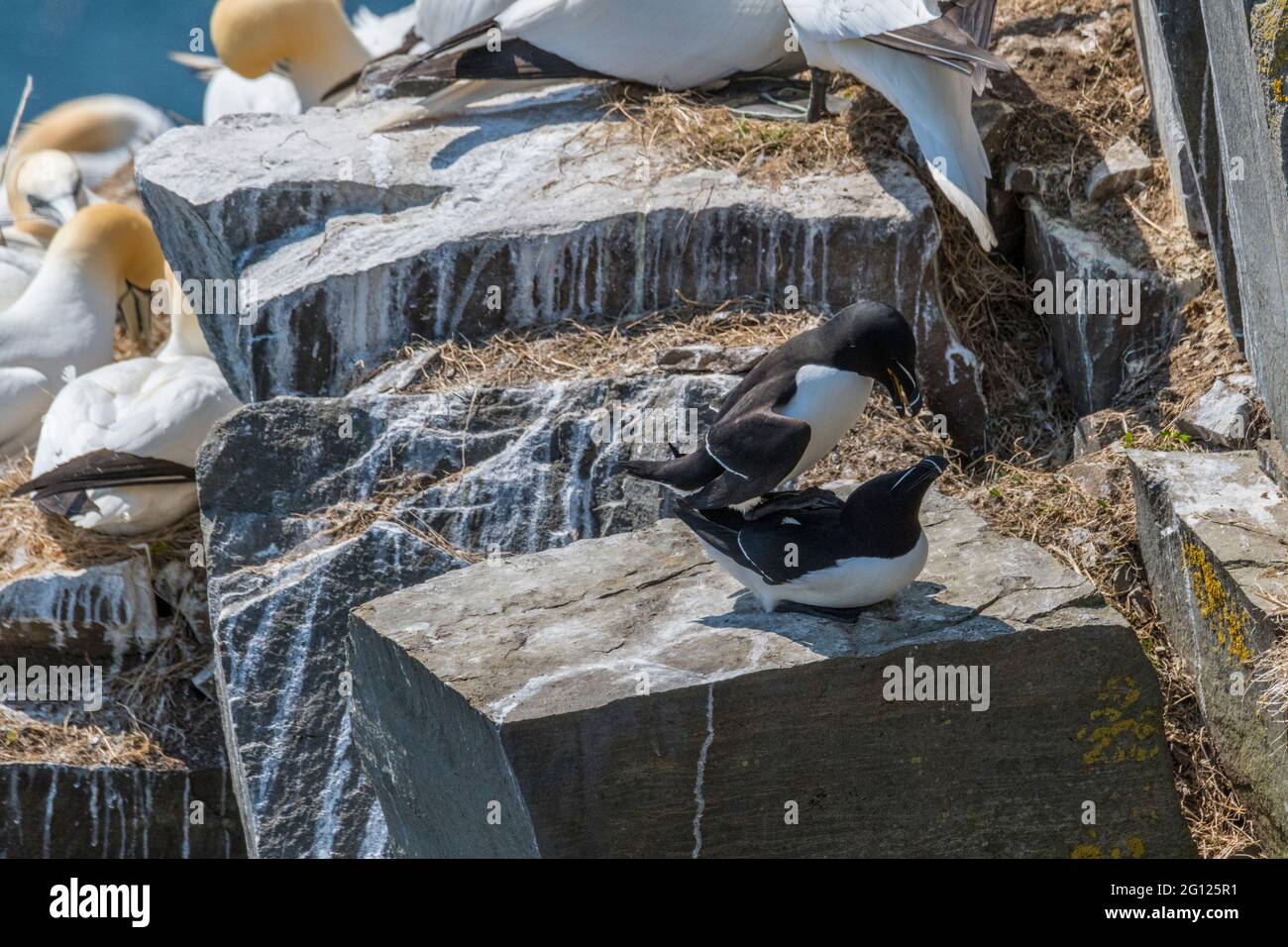 Razorbill auk pair engaged in courtship display., Cape St. Mary's ...