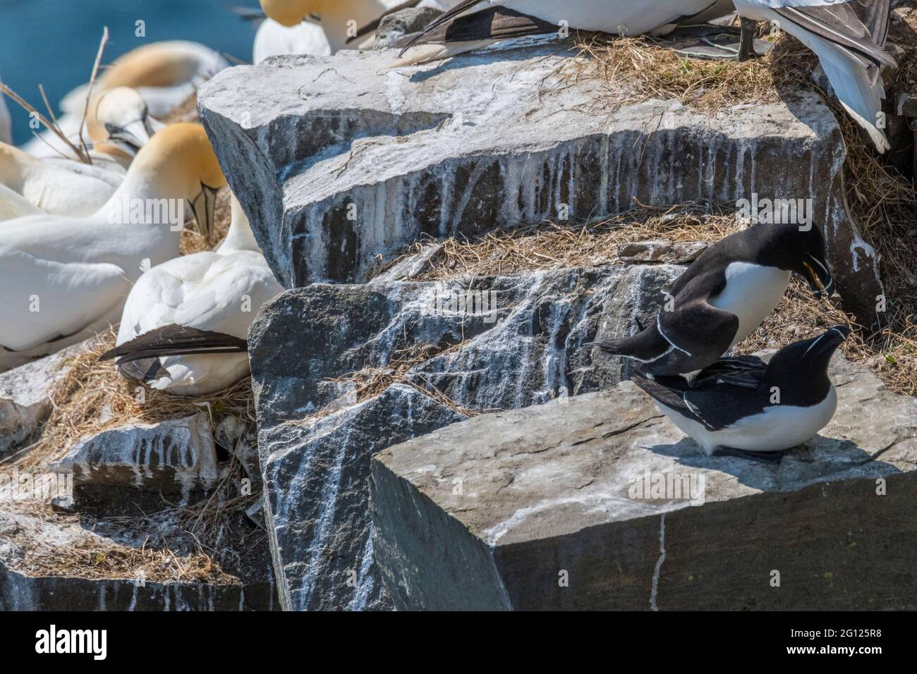 Razorbill auk pair engaged in courtship display., Cape St. Mary's ...