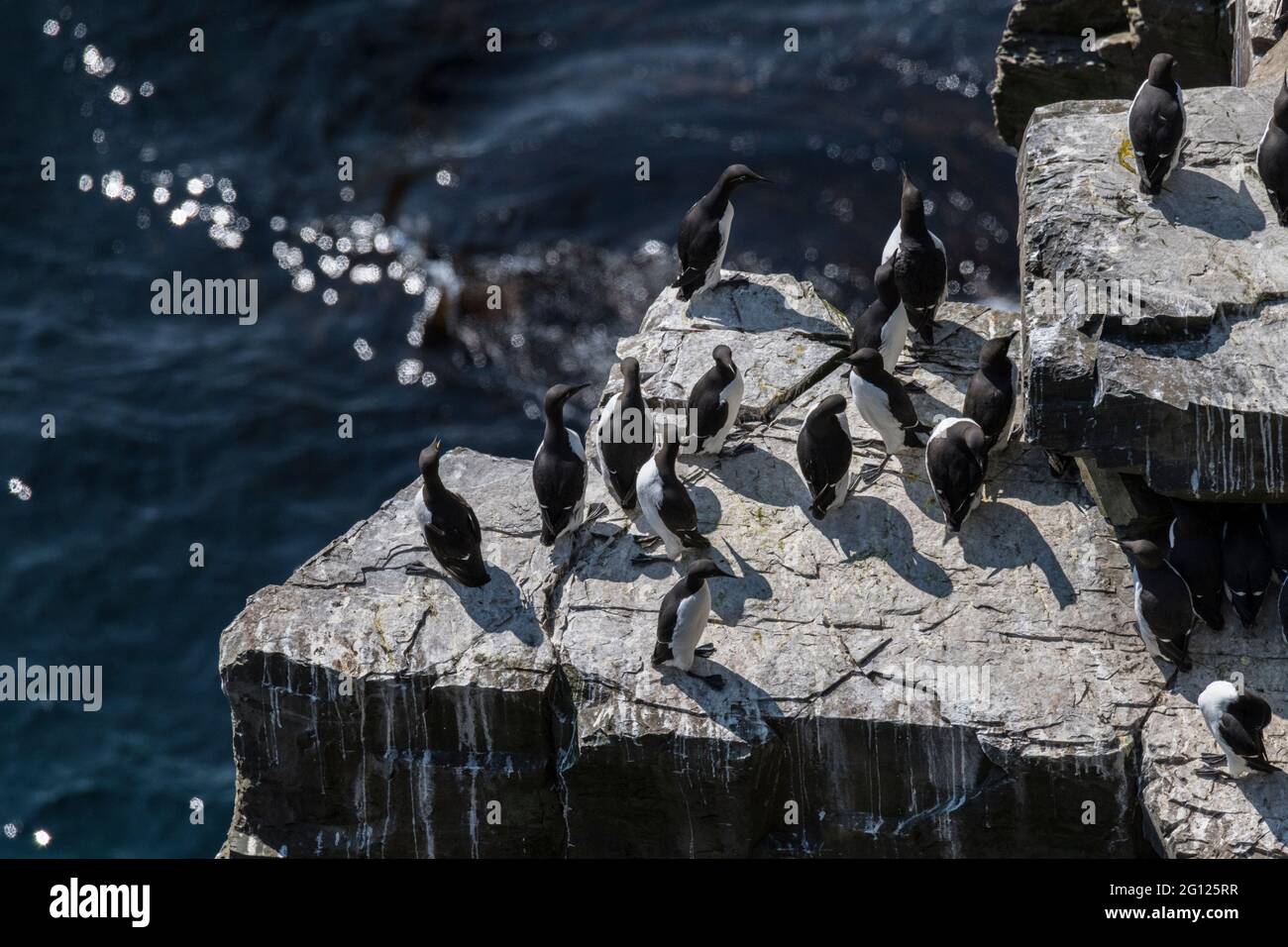 common murre, common guillemot, Uria aalge, nesting on cliffs at Cape ...