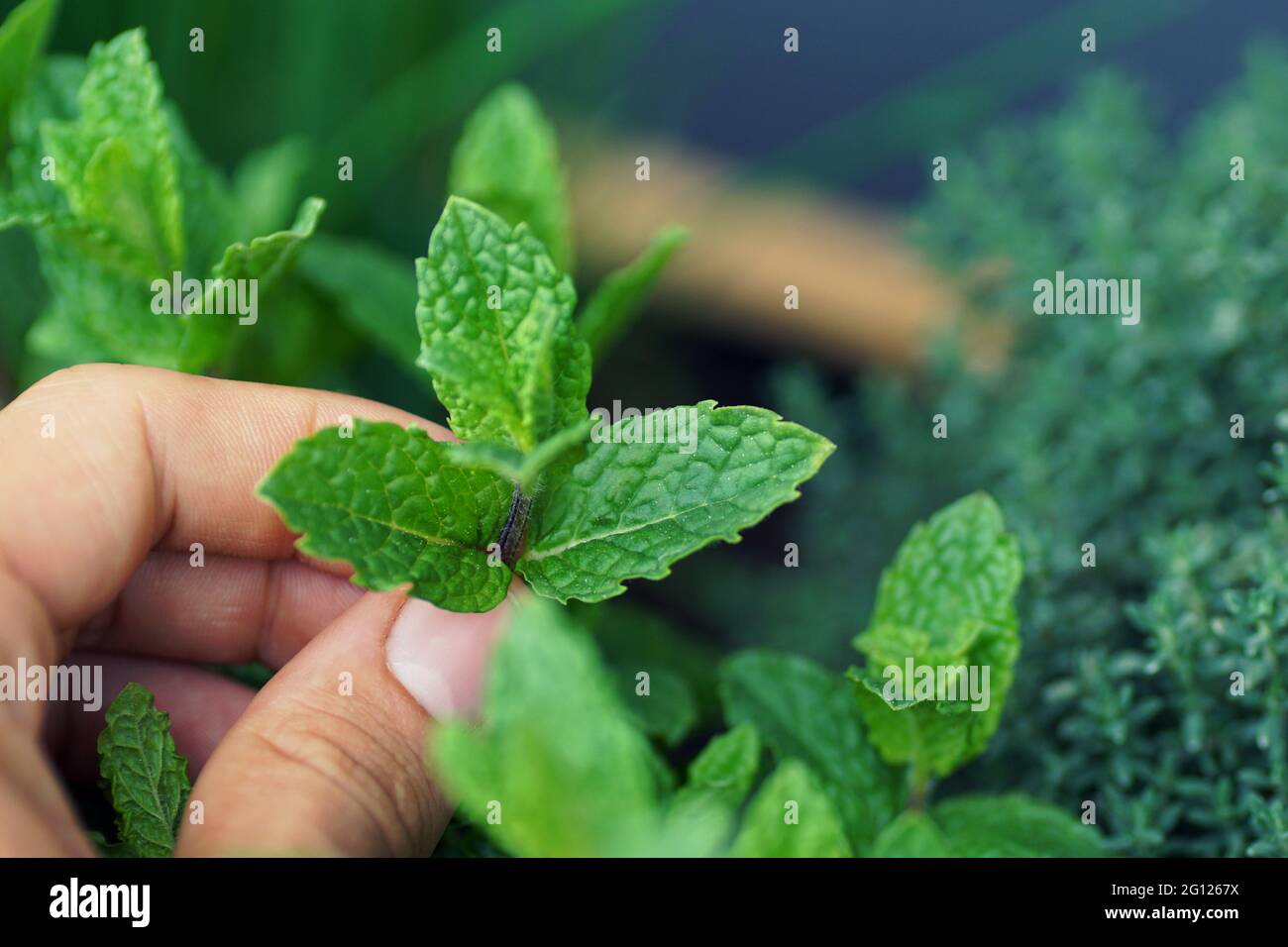 picking mint leaves from a herbal raised bed on a balcony Stock Photo ...