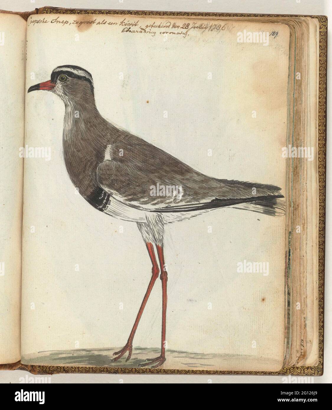 South african birds drawing hi-res stock photography and images - Alamy