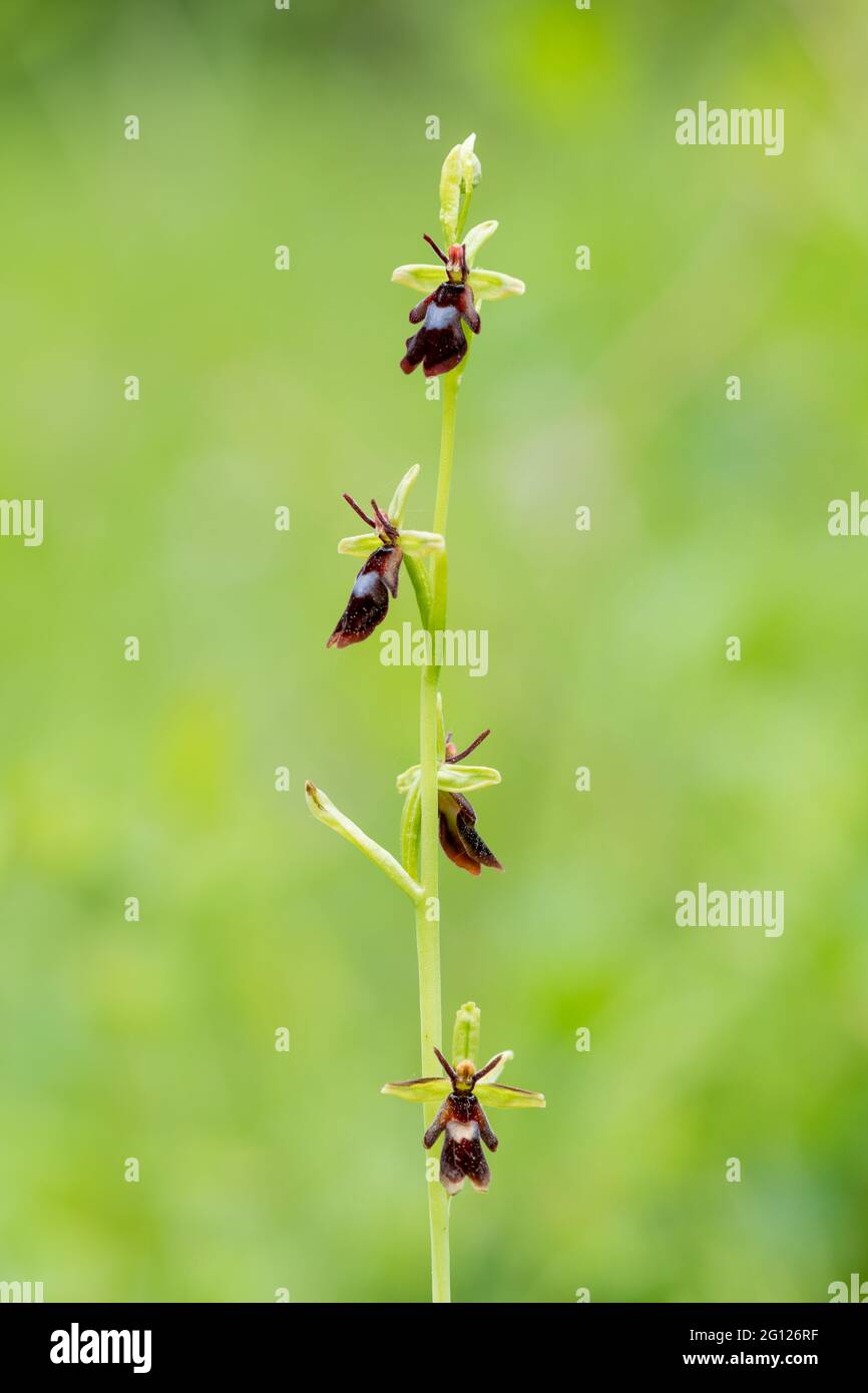 Fly orchid (Ophrys insectifera), UK Stock Photo - Alamy