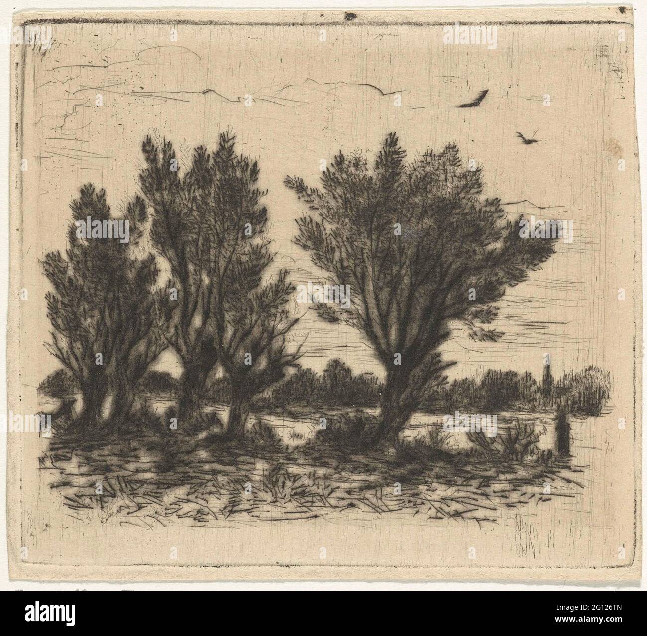 Willow. Landscape with a row of willows Stock Photo - Alamy