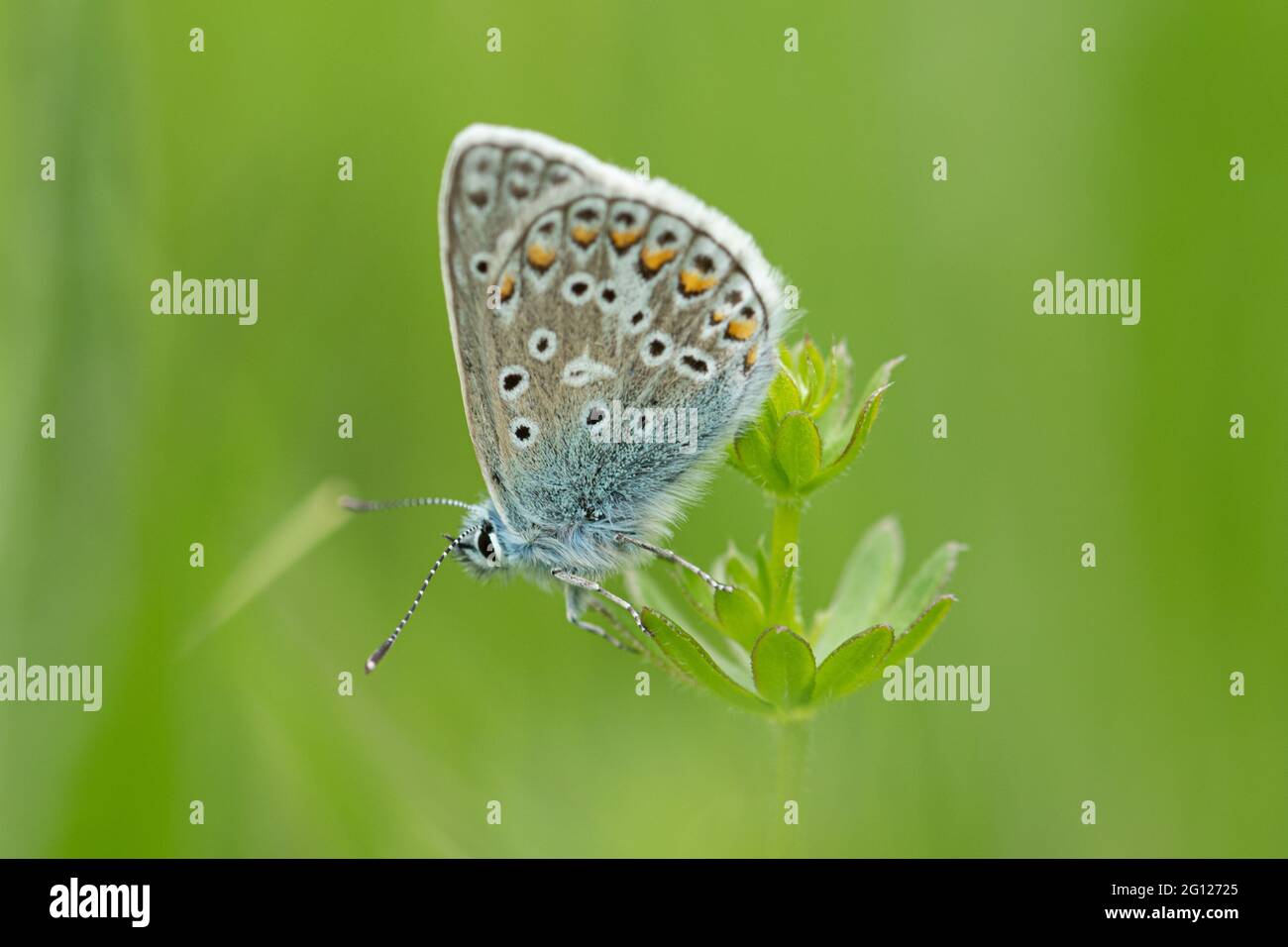 Common blue butterfly (Polyommatus icarus) in grassland habitat, UK ...