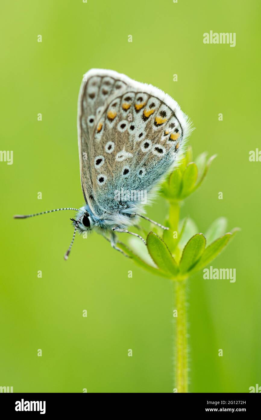Uk common butterfly hi-res stock photography and images - Alamy