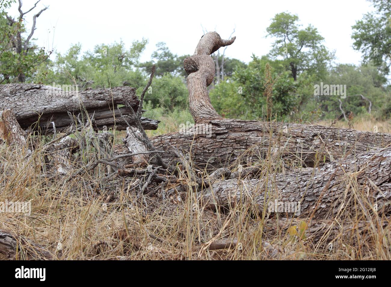 Afrikanischer Busch / African Bush Stock Photo - Alamy