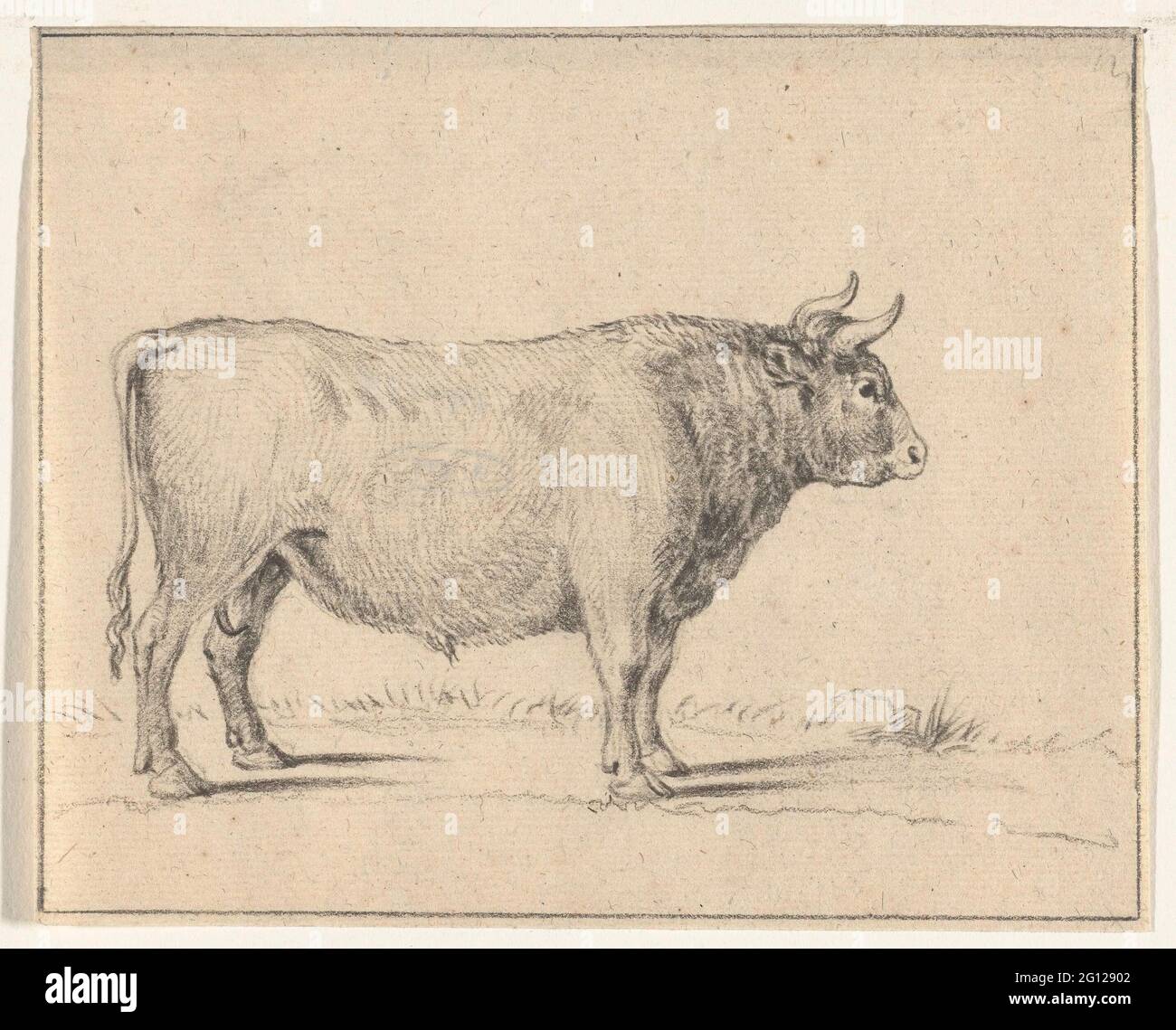 Standing bull, right Stock Photo - Alamy