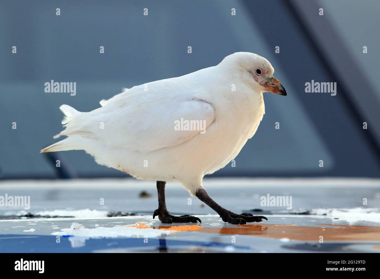 Snowy Sheathbill (Chionis albus) poused in a boat in Ushuaia, Tierra ...