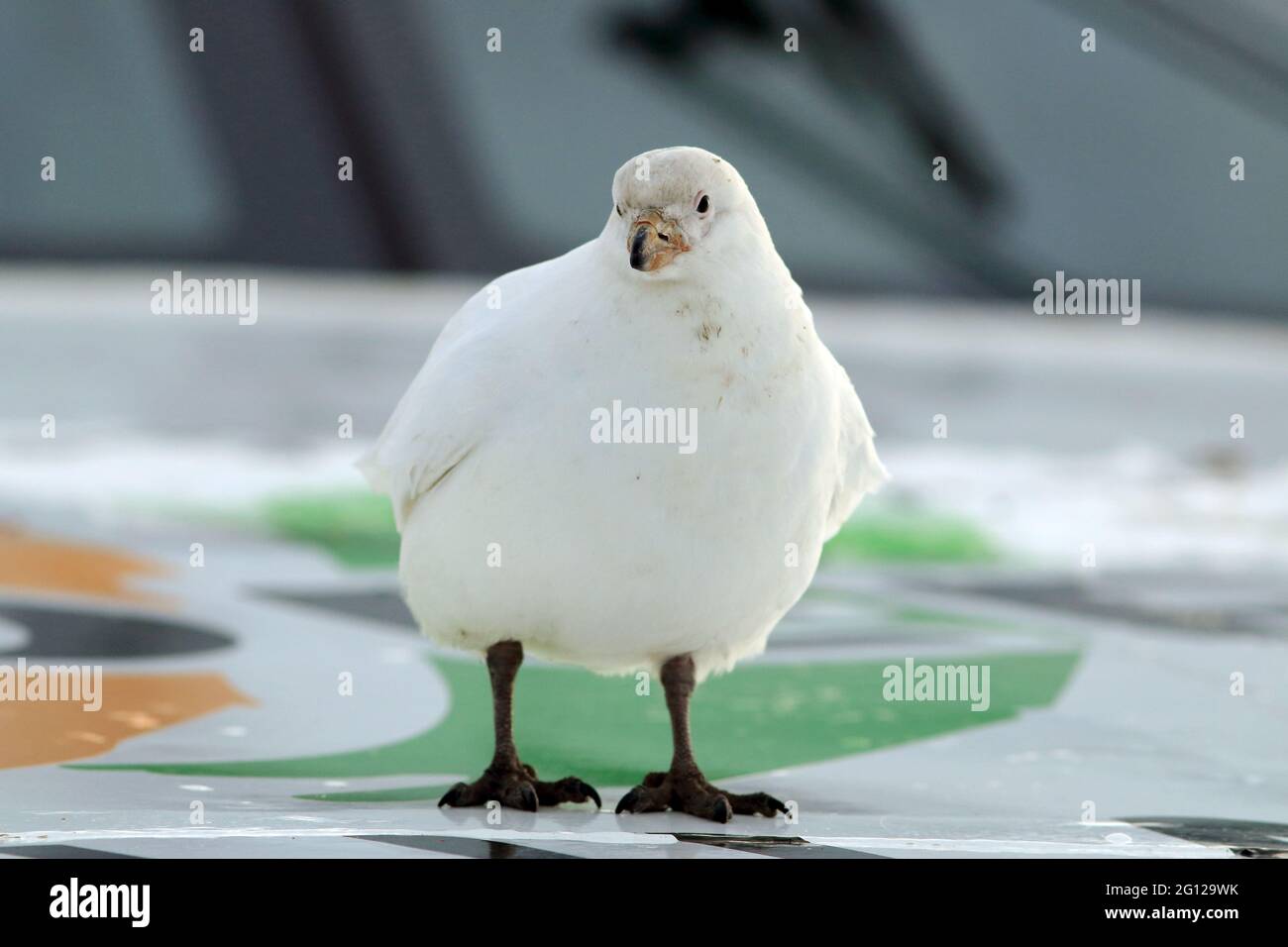 Snowy Sheathbill (Chionis albus) poused in a boat in Ushuaia, Tierra ...