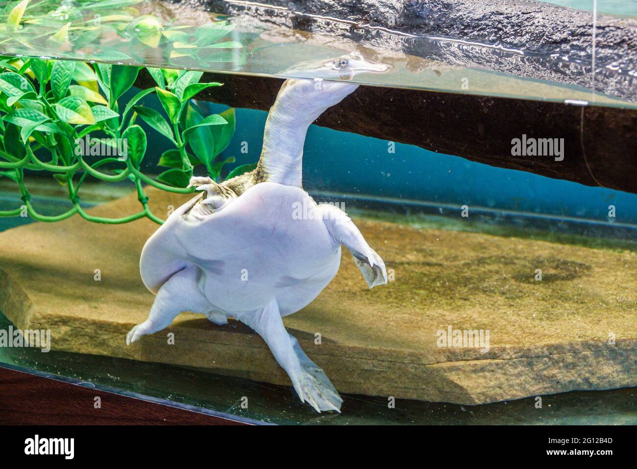 Florida Sanibel Island Sanibel-Captiva Conservation Foundation SCCF ...