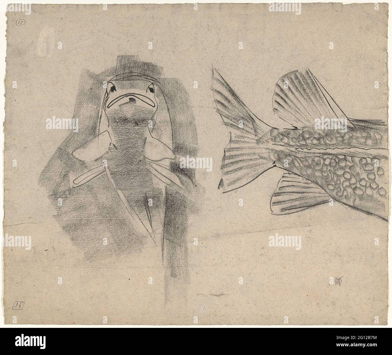 Tail of a fish and a fish from below Stock Photo - Alamy