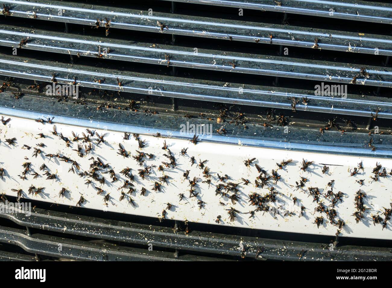Florida FL car front grill Lovebugs swarm infestation mating season ...