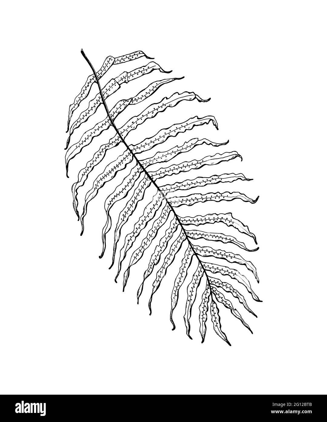 Palm plant. Tropical or exotic leaves and leaf. Vintage fern. Engraved ...