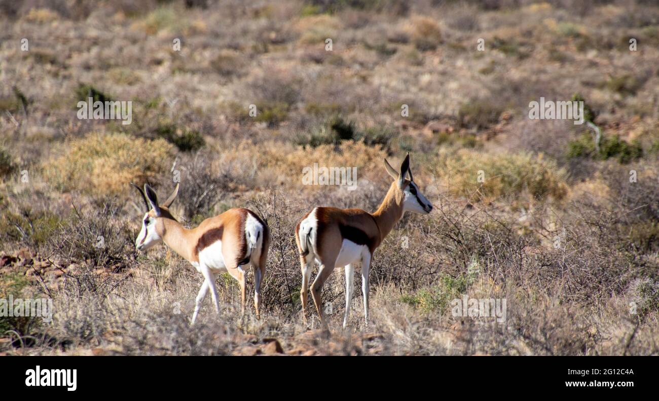 Springbok antelope isolated in dry veld in South Africa Stock Photo - Alamy