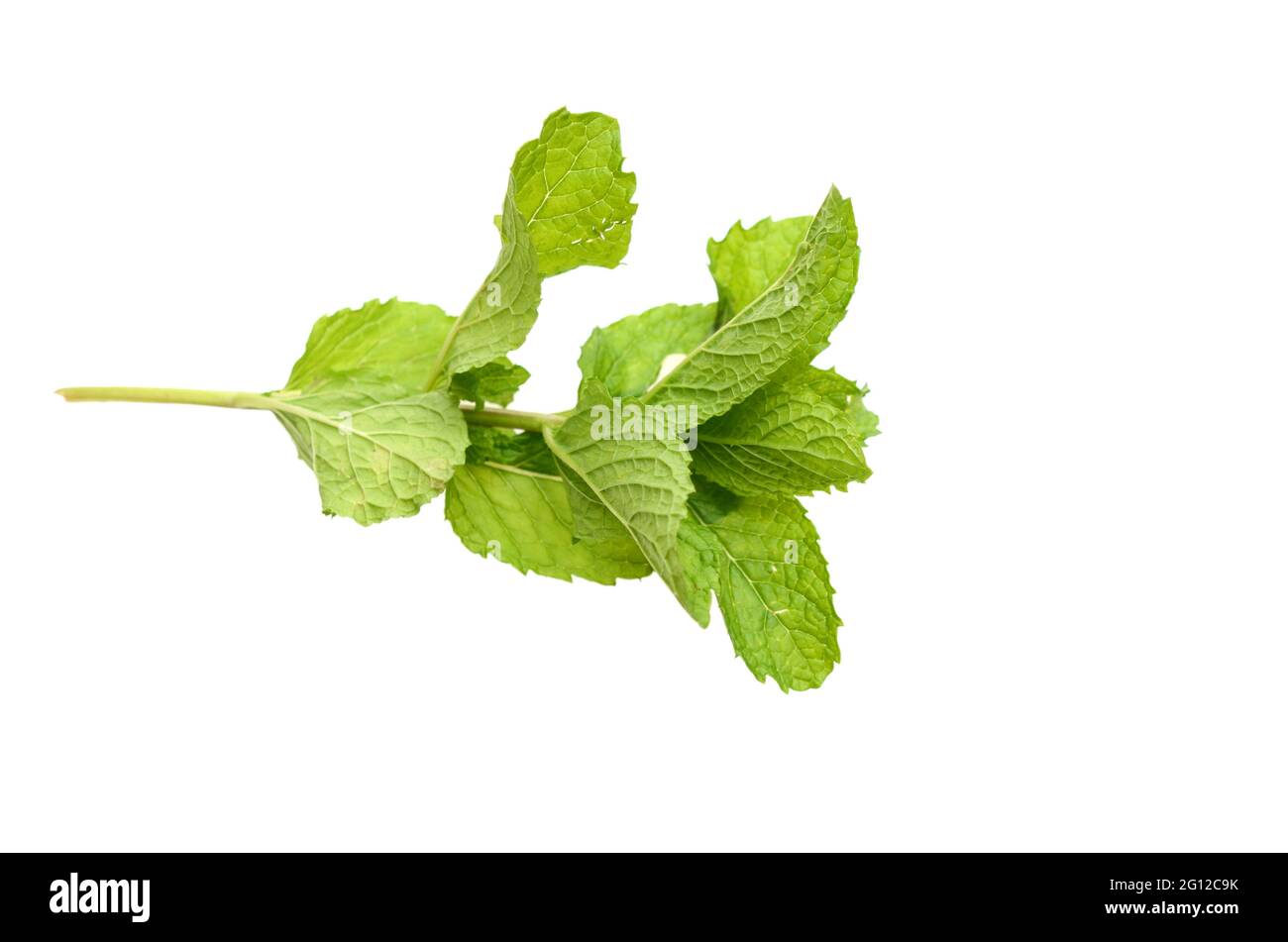 Fresh mint close up on white Stock Photo - Alamy