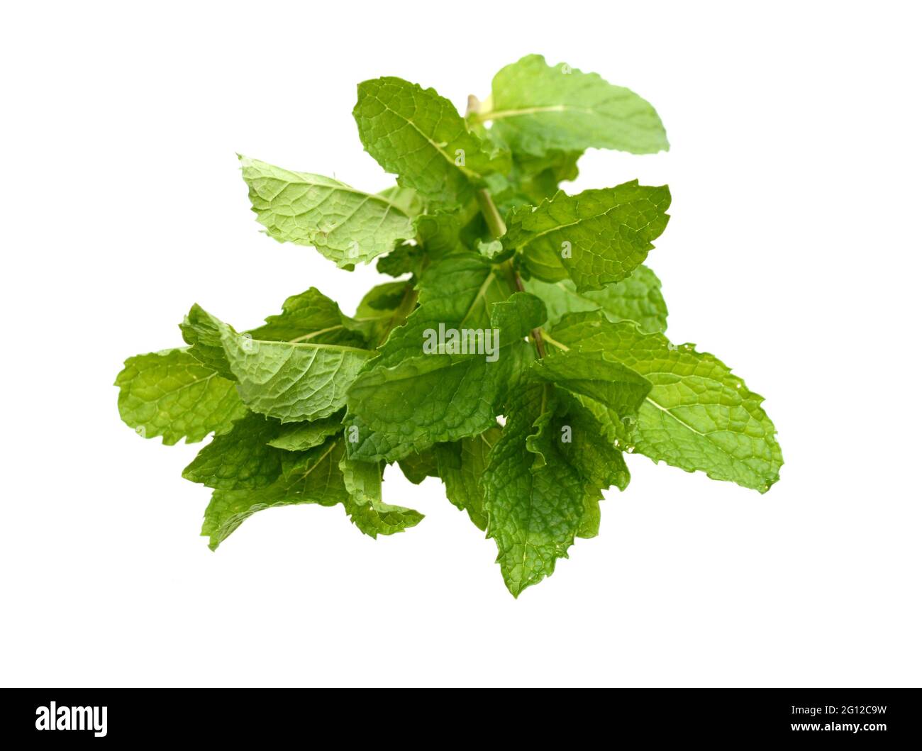 Mint leaves bunch hi-res stock photography and images - Alamy