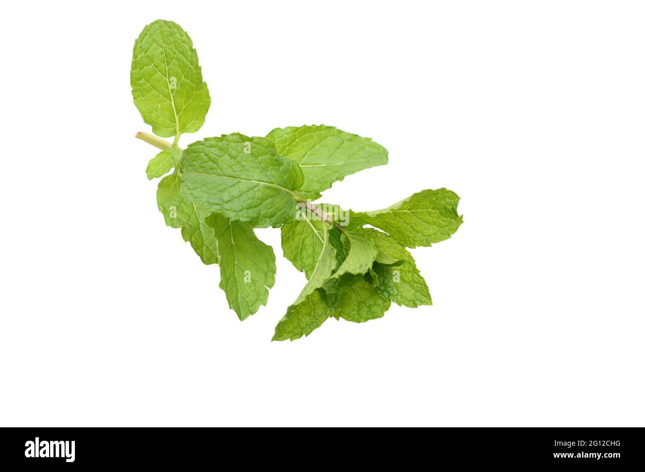Fresh mint on white background Stock Photo - Alamy