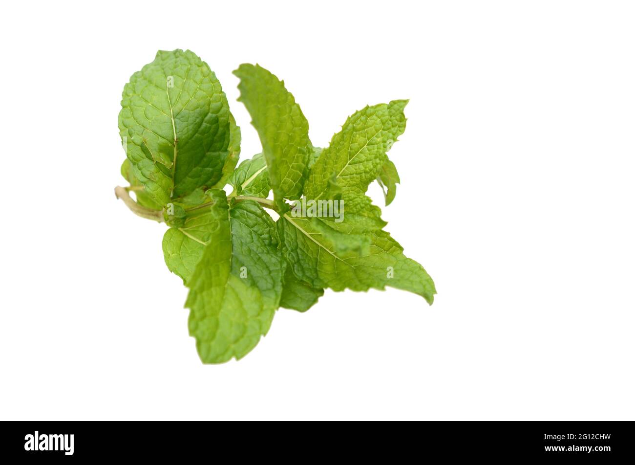 Fresh mint branch isolated on white Stock Photo - Alamy