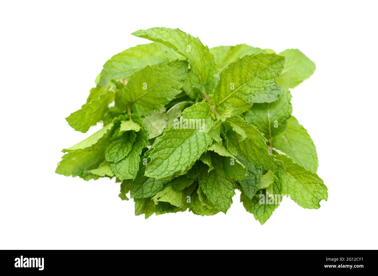 Bundle mint leaves hi-res stock photography and images - Alamy