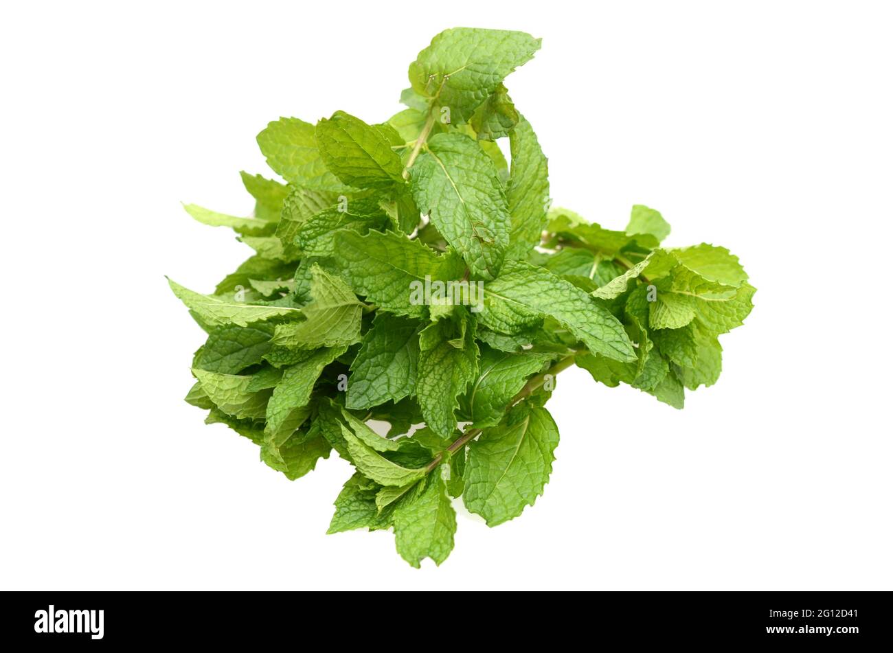 Bundle mint leaves hi-res stock photography and images - Alamy