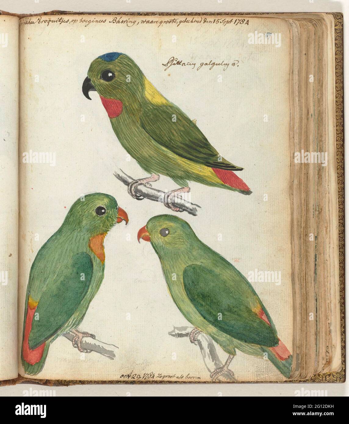 East Indian Parakeets. Color drawing of three parakeets, true size ...