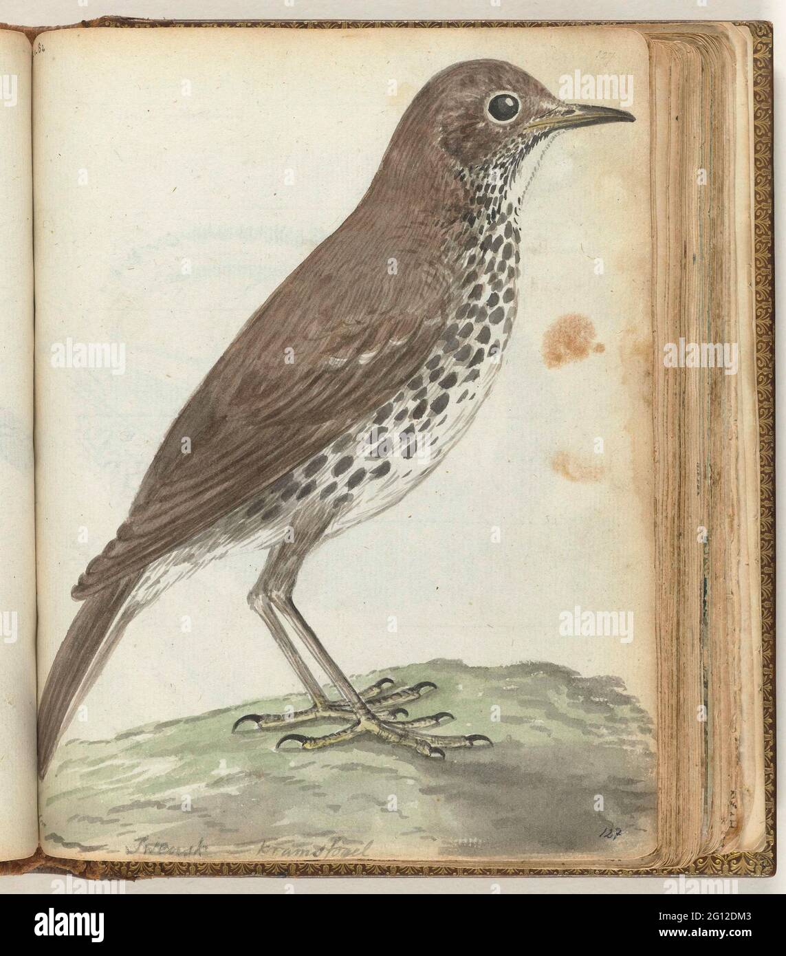 Thrush Bird Drawing