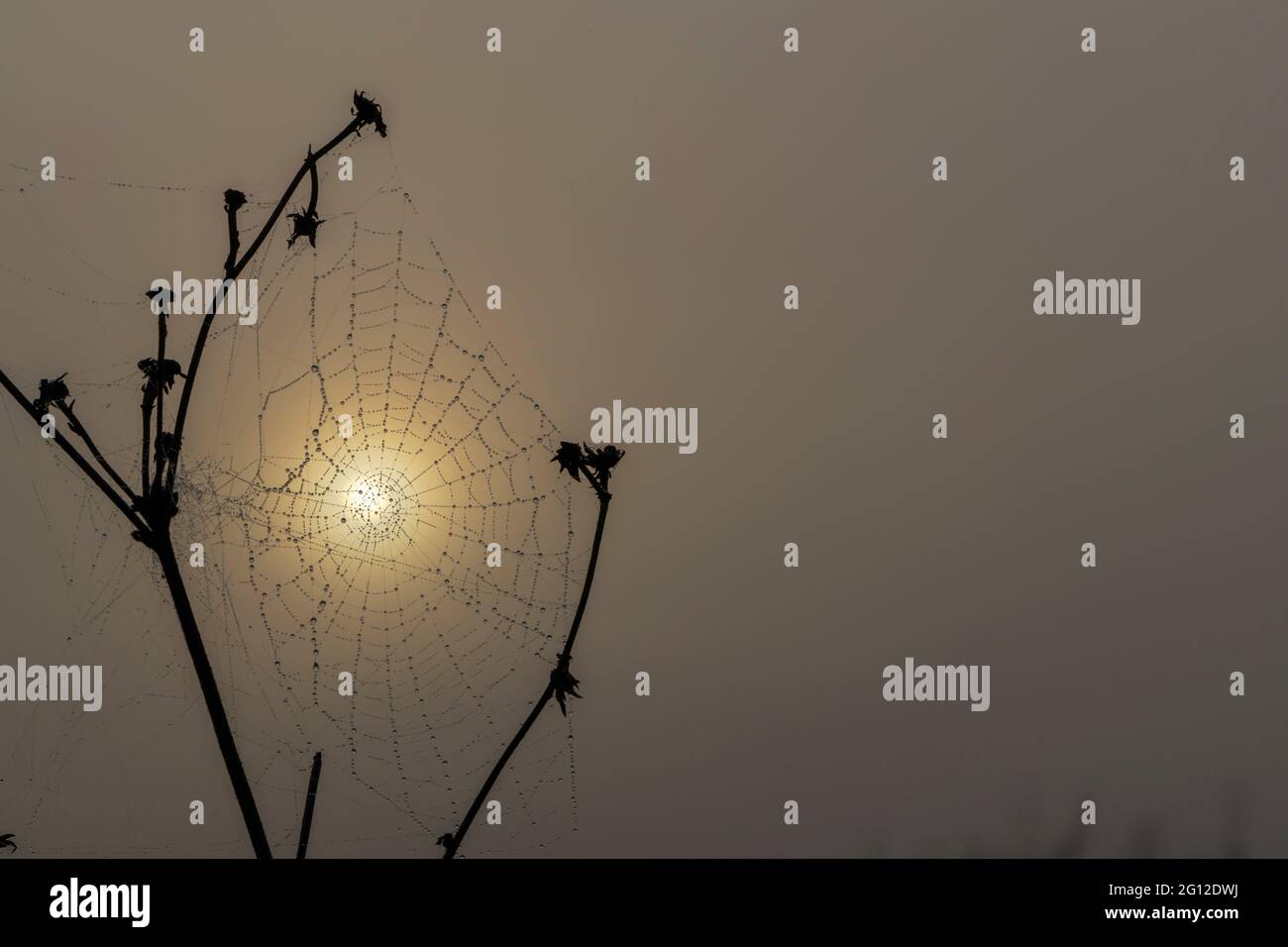 Spider web sun hi-res stock photography and images - Alamy