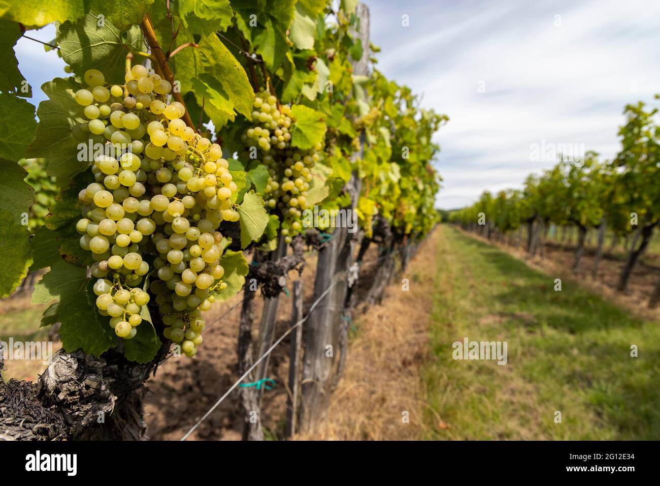 Green muscat grapes hi-res stock photography and images - Alamy