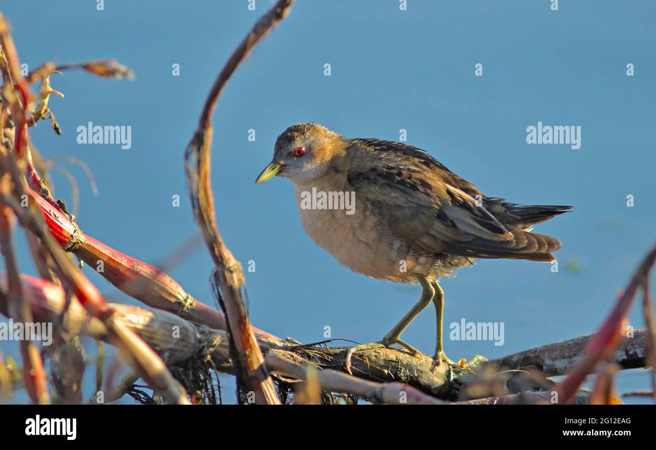 Little crake hi-res stock photography and images - Alamy