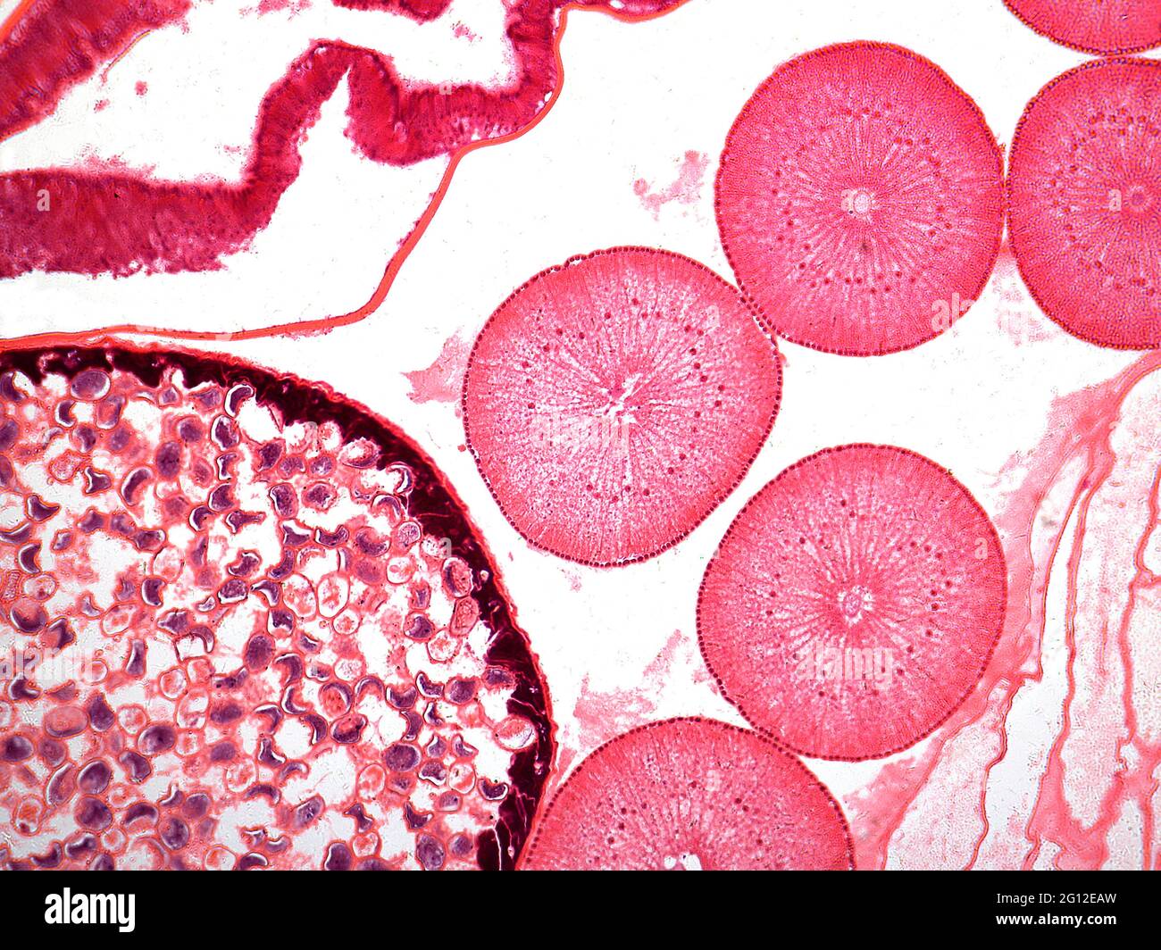 Photomicrograph animal cell hi-res stock photography and images - Alamy
