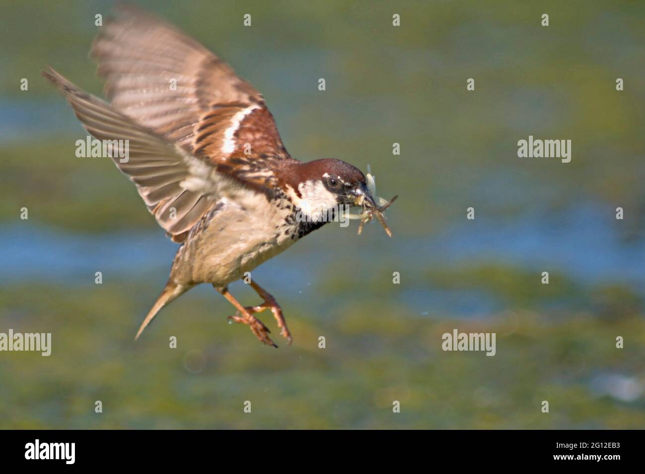 Italian sparrow hi-res stock photography and images - Alamy