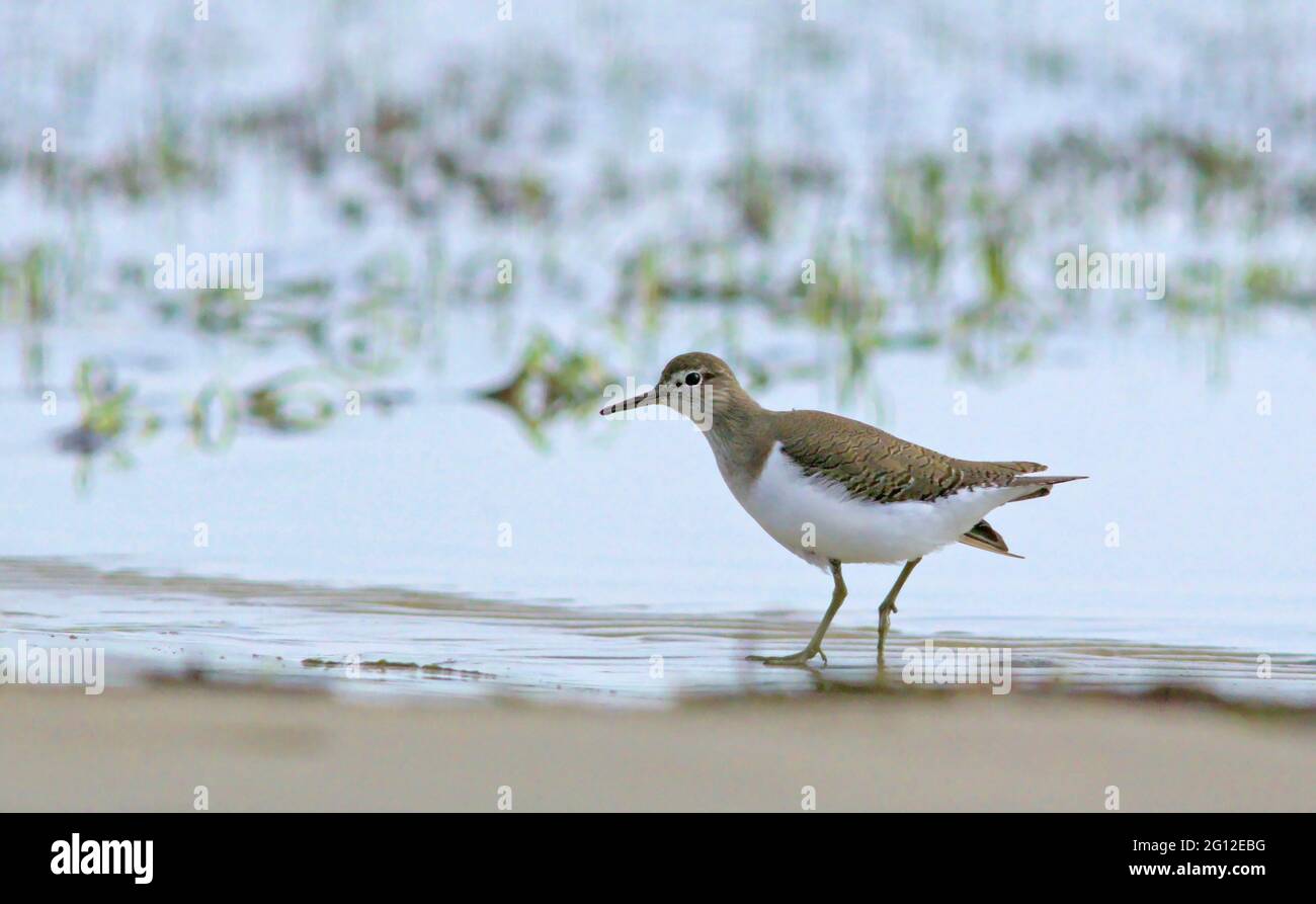 Bird watching crete hi-res stock photography and images - Alamy