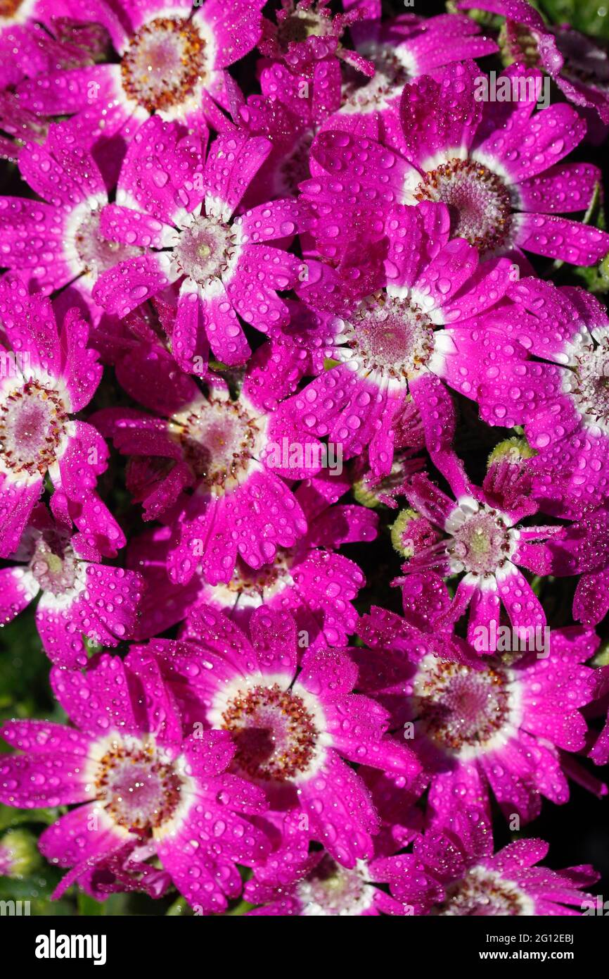 Pink cineraria hi-res stock photography and images - Alamy