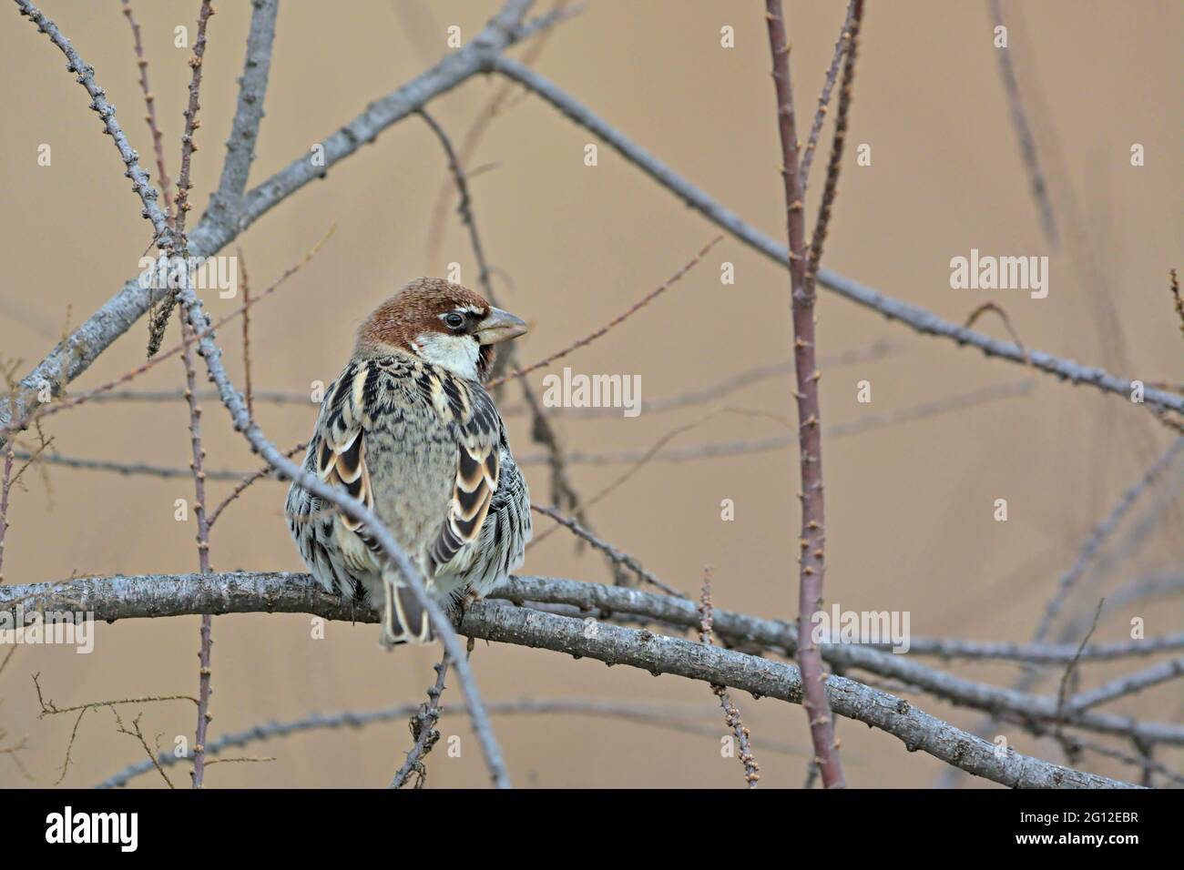 Fauna greece hi-res stock photography and images - Alamy