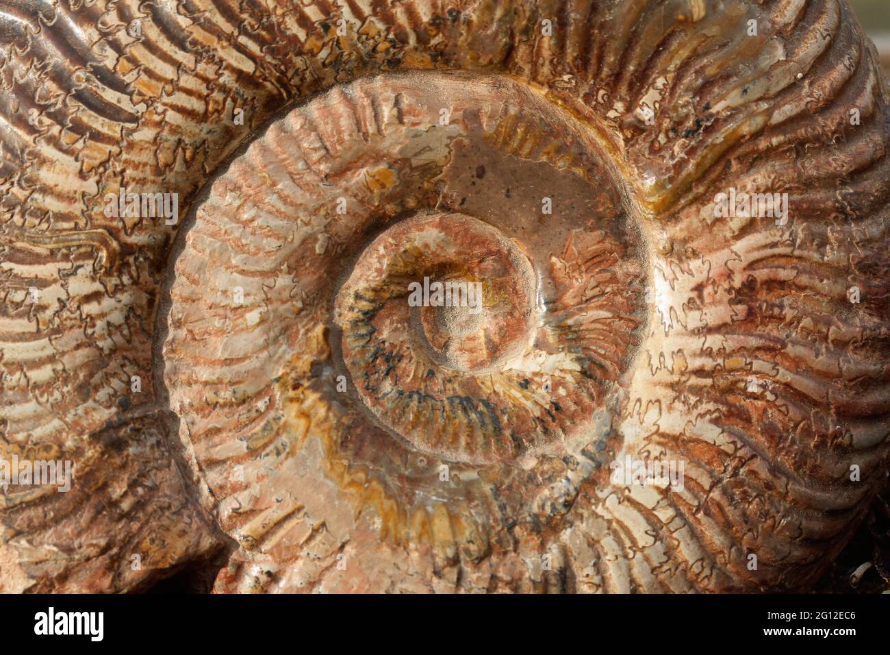 Fossil Texture High Resolution Stock Photography and Images - Alamy